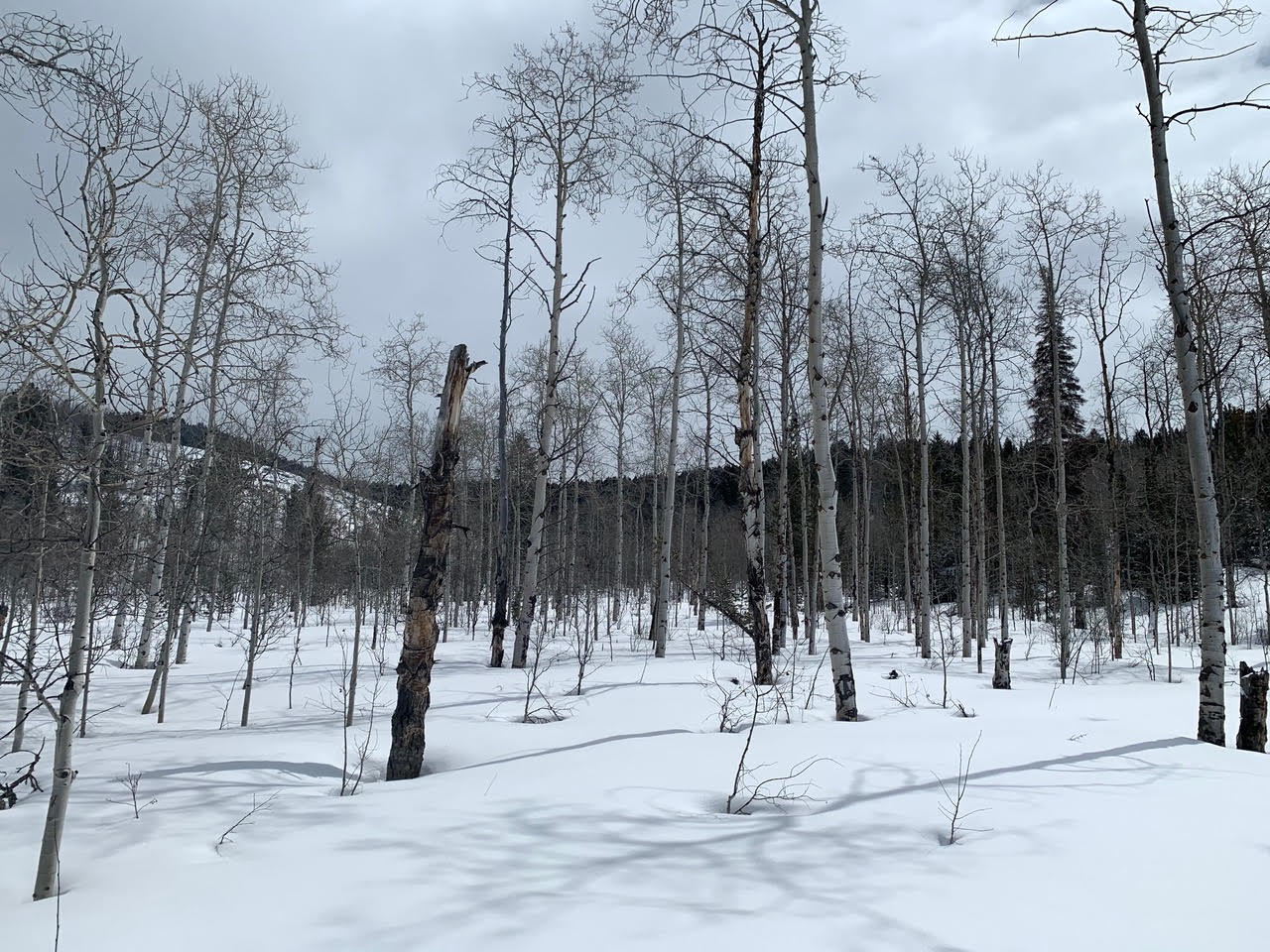 Spring Nordic Report - Jackson Hole Nordic Alliance