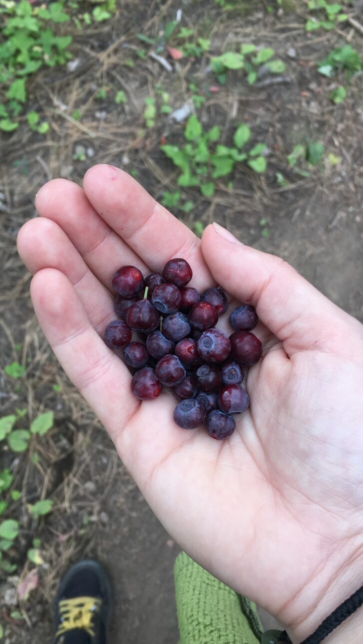 Foraging Huckleberries in the Tetons - Jackson Hole Nordic Alliance
