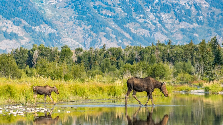 Safety Around Wildlife—For Their Protection and Yours! - Jackson Hole ...