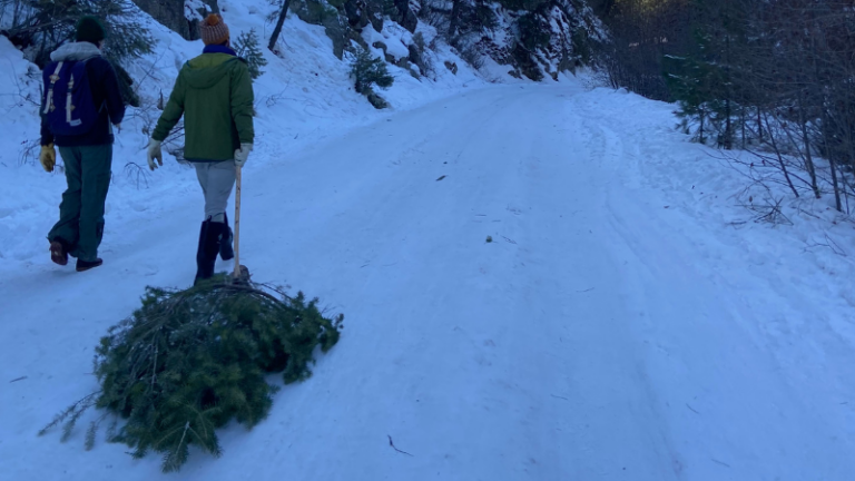 Cutting Down Your Own Christmas Tree Jackson Hole Nordic Alliance